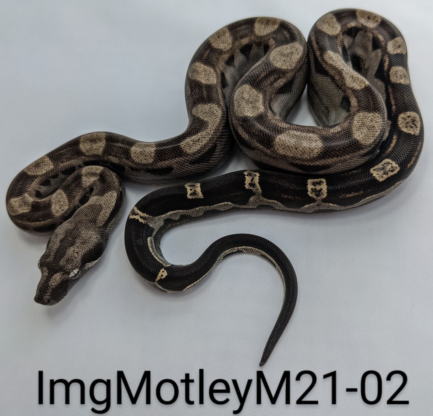 Img Motley Boa Constrictor by Geary Reptiles - MorphMarket