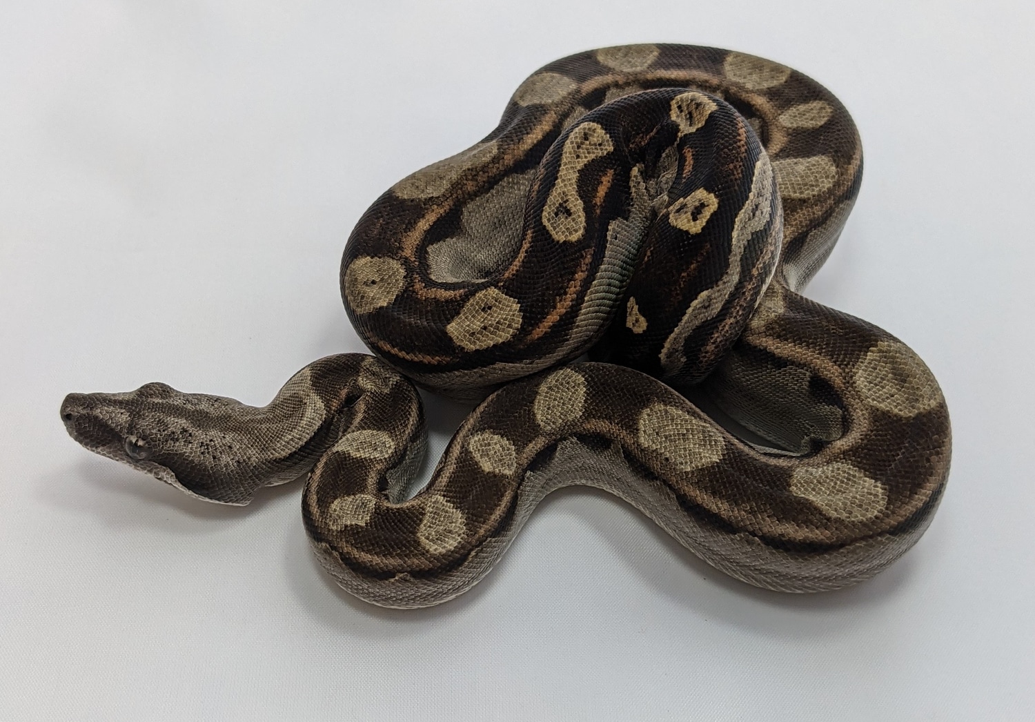 Motley Boa Constrictor by Geary Reptiles - MorphMarket