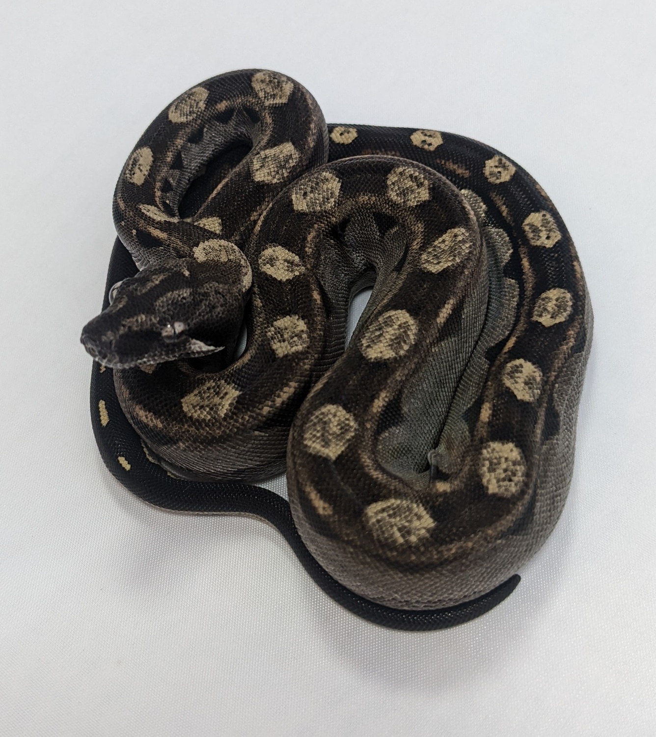 IMG Motley Het Kahl Albino Boa Constrictor by Geary Reptiles - MorphMarket