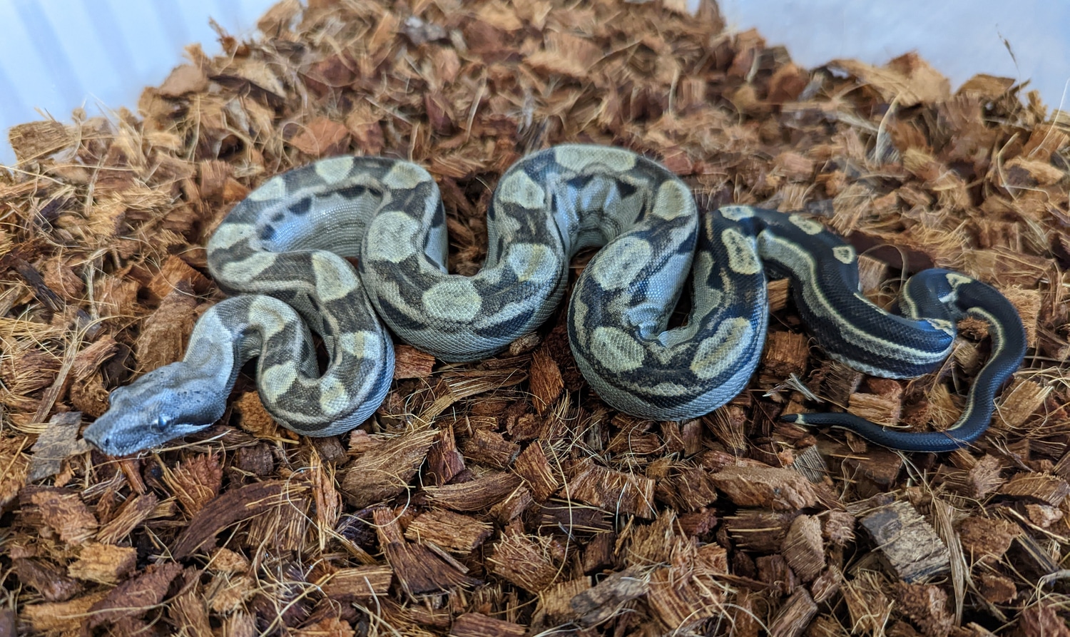 Motley Het Kahl Albino Boa Constrictor by Geary Reptiles - MorphMarket