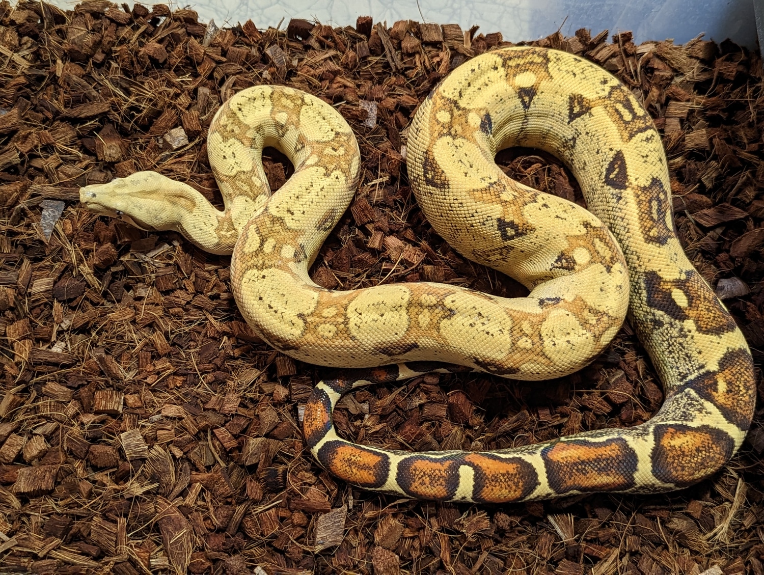 2021 Vpi T+ Boa Constrictor by Geary Reptiles - MorphMarket