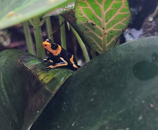 Ranitomeya Banded Imitator 2.5yrs Old Other Dart Frog by The world of ...