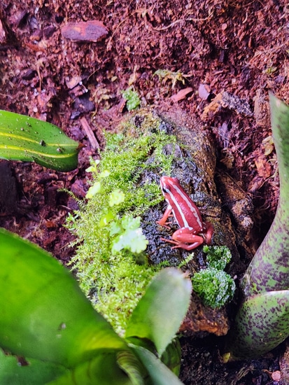 Santa Isabel Group 8 Total Other Dart Frog by The world of Unz-arium