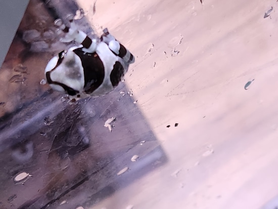 Cbb Amazonian Milk Tree Frogs Other Tree Frog by The world of Unz-arium