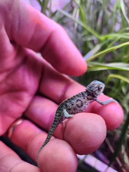 F2 Male Carpet Chameleon More Chameleon by The world of Unz-arium