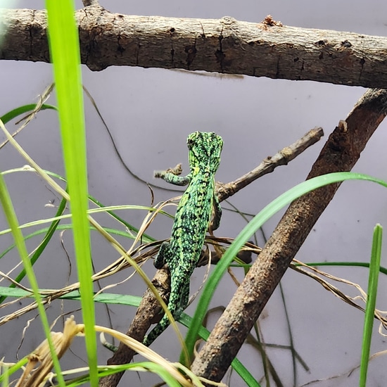 Carpet Chameleon Unrelated Pair More Chameleon by The world of Unz-arium