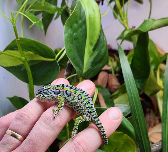 Juvenile/Sub-adult F2 Female CARPET CHAMELEON! More Chameleon by The ...