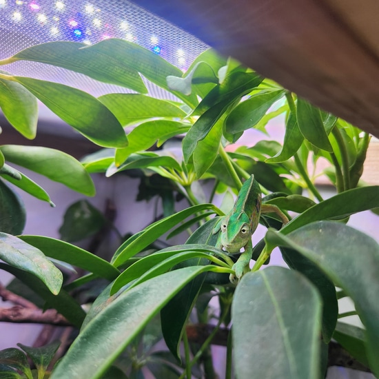 TRUE Captive Bred Carpet Chameleons SALE! More Chameleon by The world ...