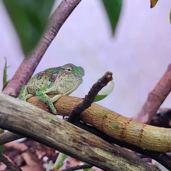 TRUE Captive Bred Carpet Chameleons SALE! More Chameleon by The world ...