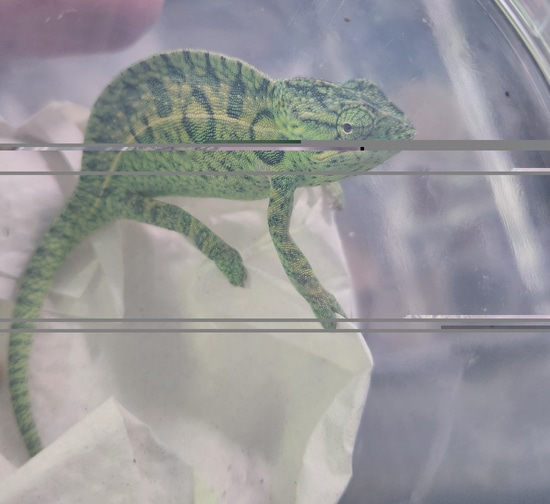RTB Adult Female CB CARPET CHAMELEON More Chameleon by The world of Unz ...