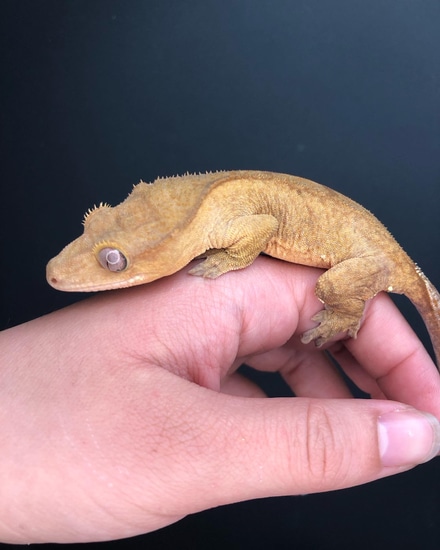 Phantom Yellow/Tan Crested Gecko by East Bay Geckos