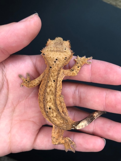 Phantom Dalmatian Crested Gecko by East Bay Geckos