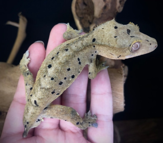Ink Spot Yellow Super Dal Crested Gecko by East Bay Geckos