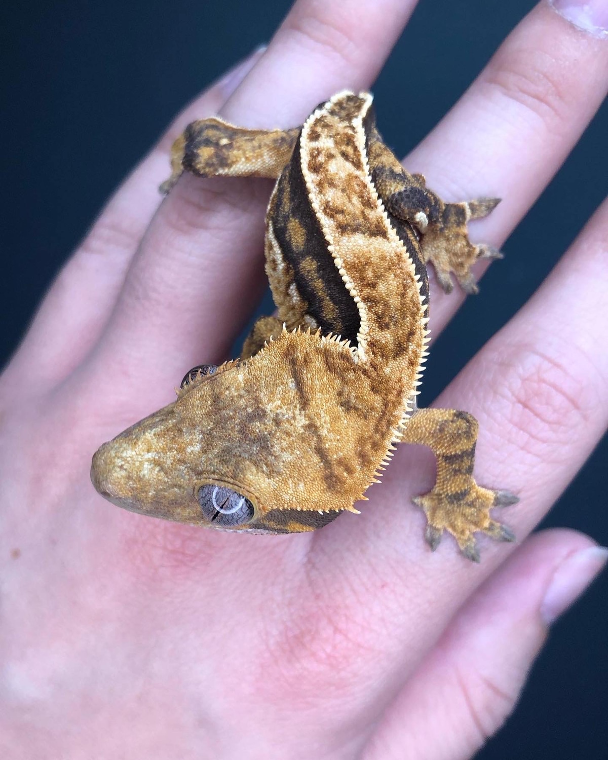 East Bay Geckos's Collection - MorphMarket