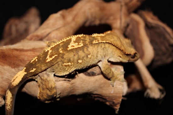 RTB Yellow Tan Phantom Crested Gecko by East Bay Geckos