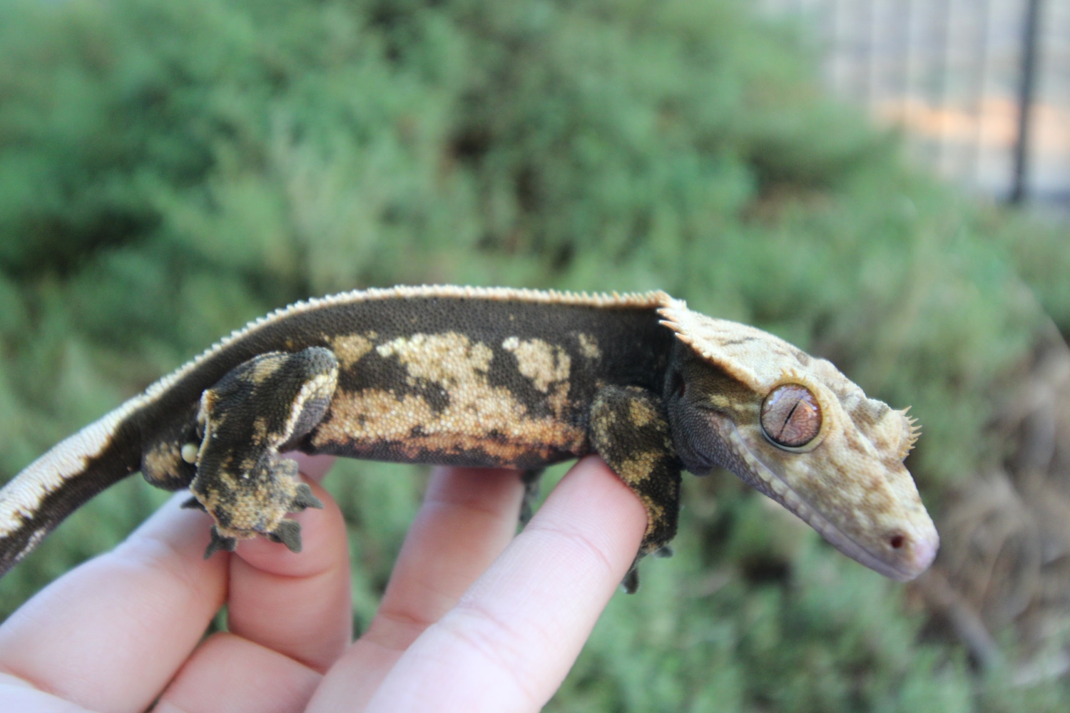 Dark Chocolate Quad Crested Gecko by East Bay Geckos - MorphMarket