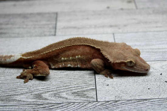 Red Phantom W/ Portholes Crested Gecko by East Bay Geckos