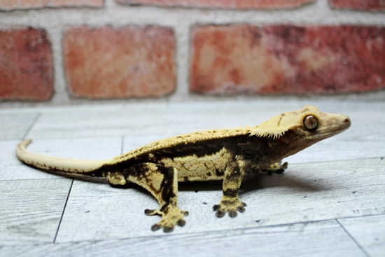 Chocolate And Cream White Wall Crested Gecko by East Bay Geckos