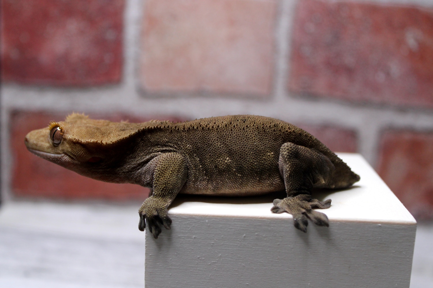 Charcoal Crested Gecko by East Bay Geckos - MorphMarket