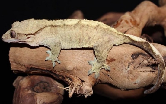 RTB Patternless Crested Gecko by East Bay Geckos