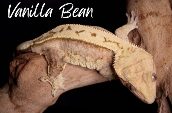 Yellow Pinstripe RTB Crested Gecko by East Bay Geckos