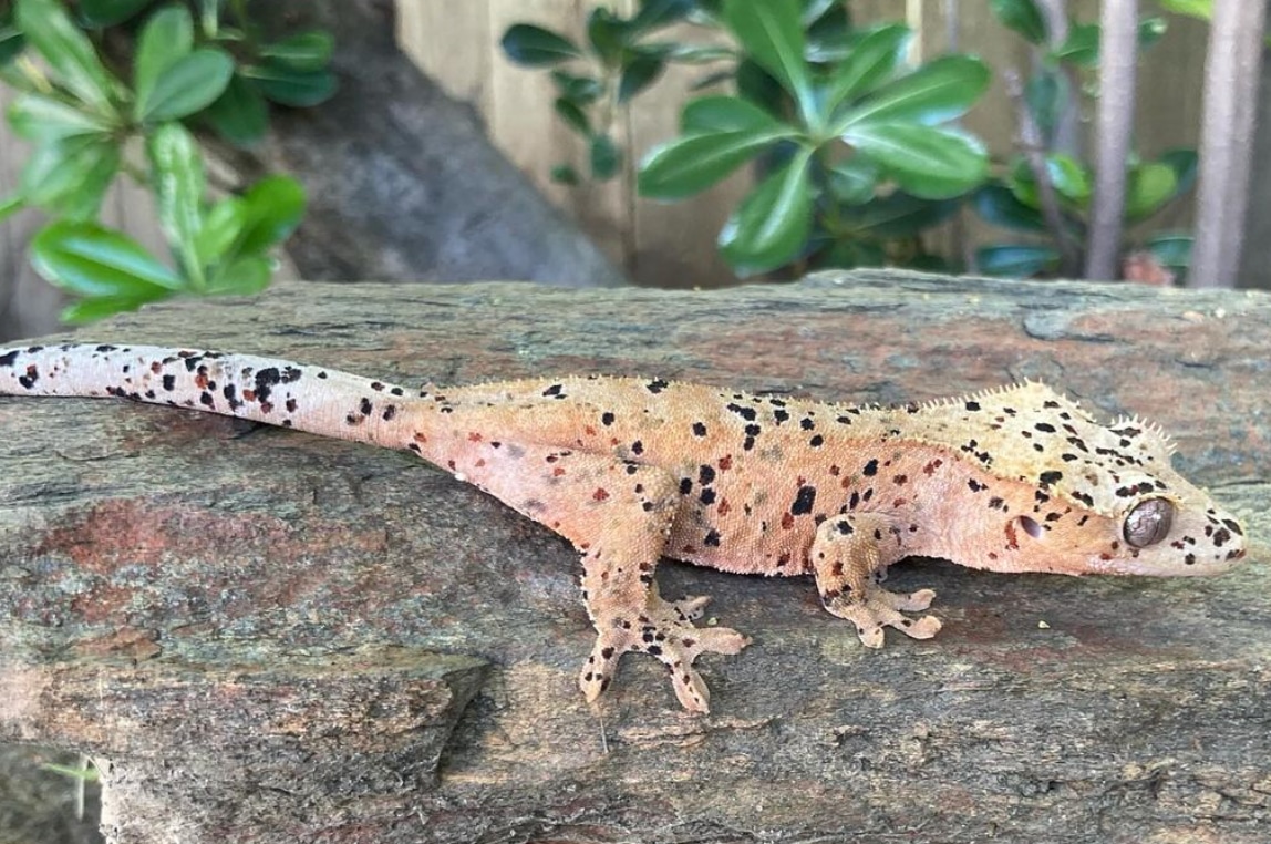 East Bay Geckos's Collection - MorphMarket