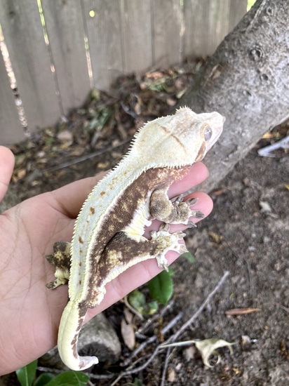 RTB Solid Back Lilly White Crested Gecko by East Bay Geckos