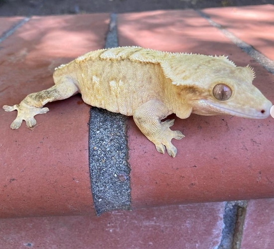 RTB Yellow Phantom Crested Gecko by East Bay Geckos