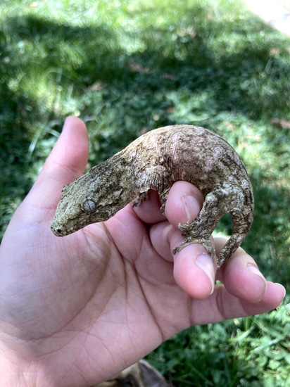 Nuu Ana X Nuu Ami Cross Leachianus Gecko by East Bay Geckos