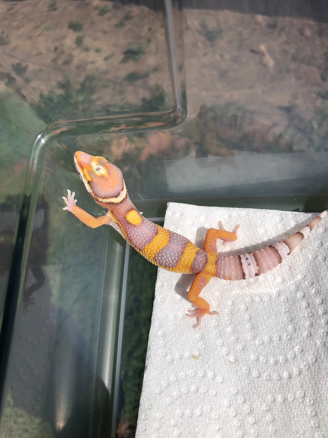 Bell Albino Leopard Gecko by GeckBro Co. - MorphMarket
