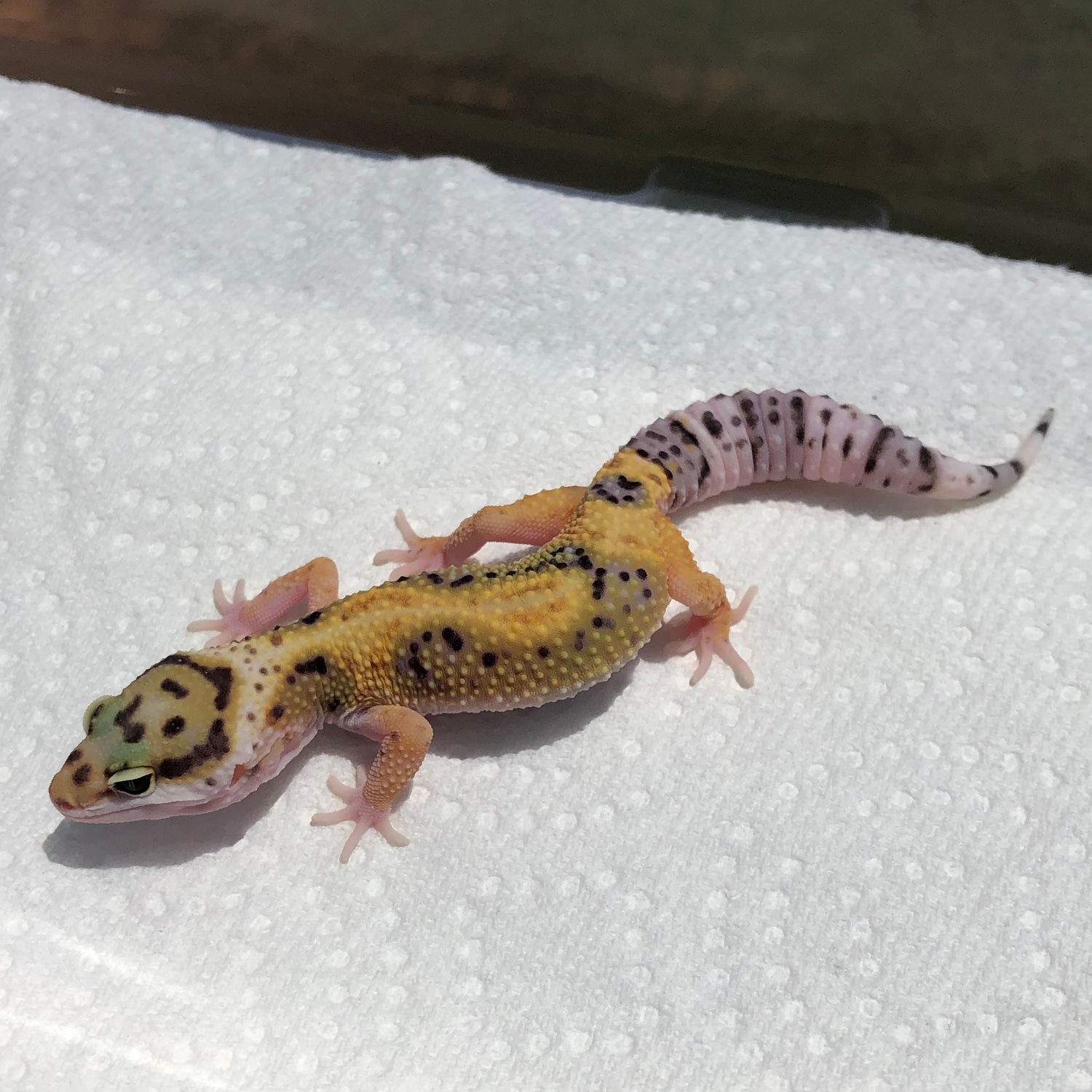 Jungle Leopard Gecko by GeckBro - MorphMarket