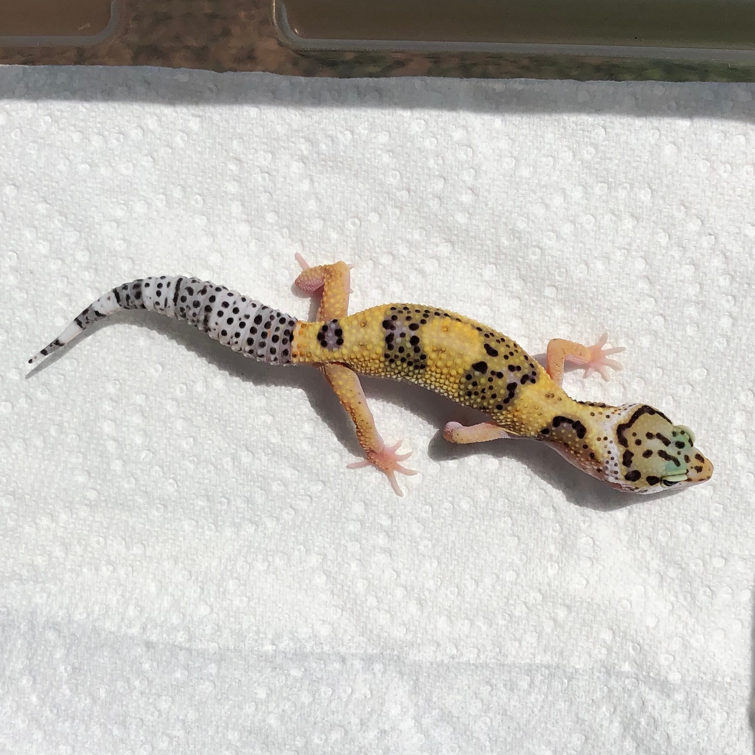 Jungle Leopard Gecko by GeckBro - MorphMarket
