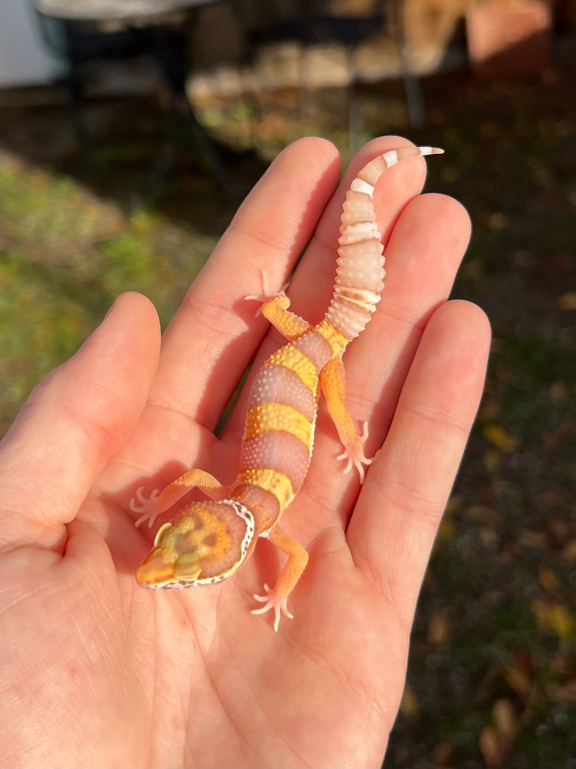 Bell Albino Het Radar Leopard Gecko by GeckBro - MorphMarket