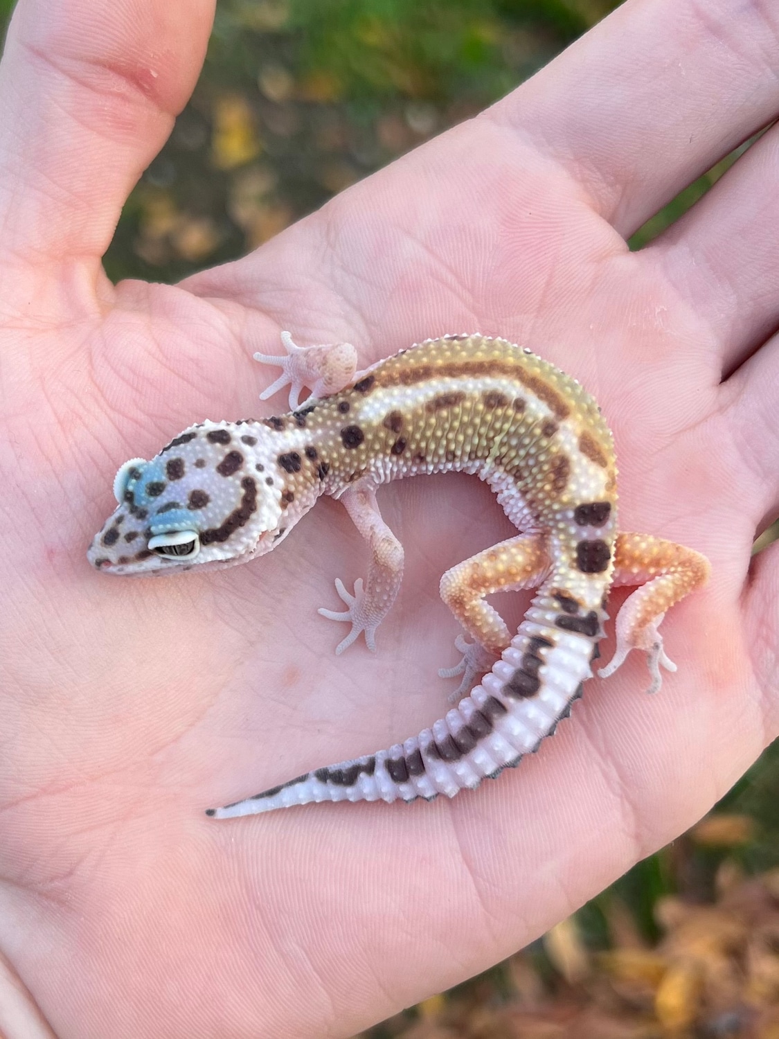 Red Stripe Leopard Gecko by GeckBro - MorphMarket