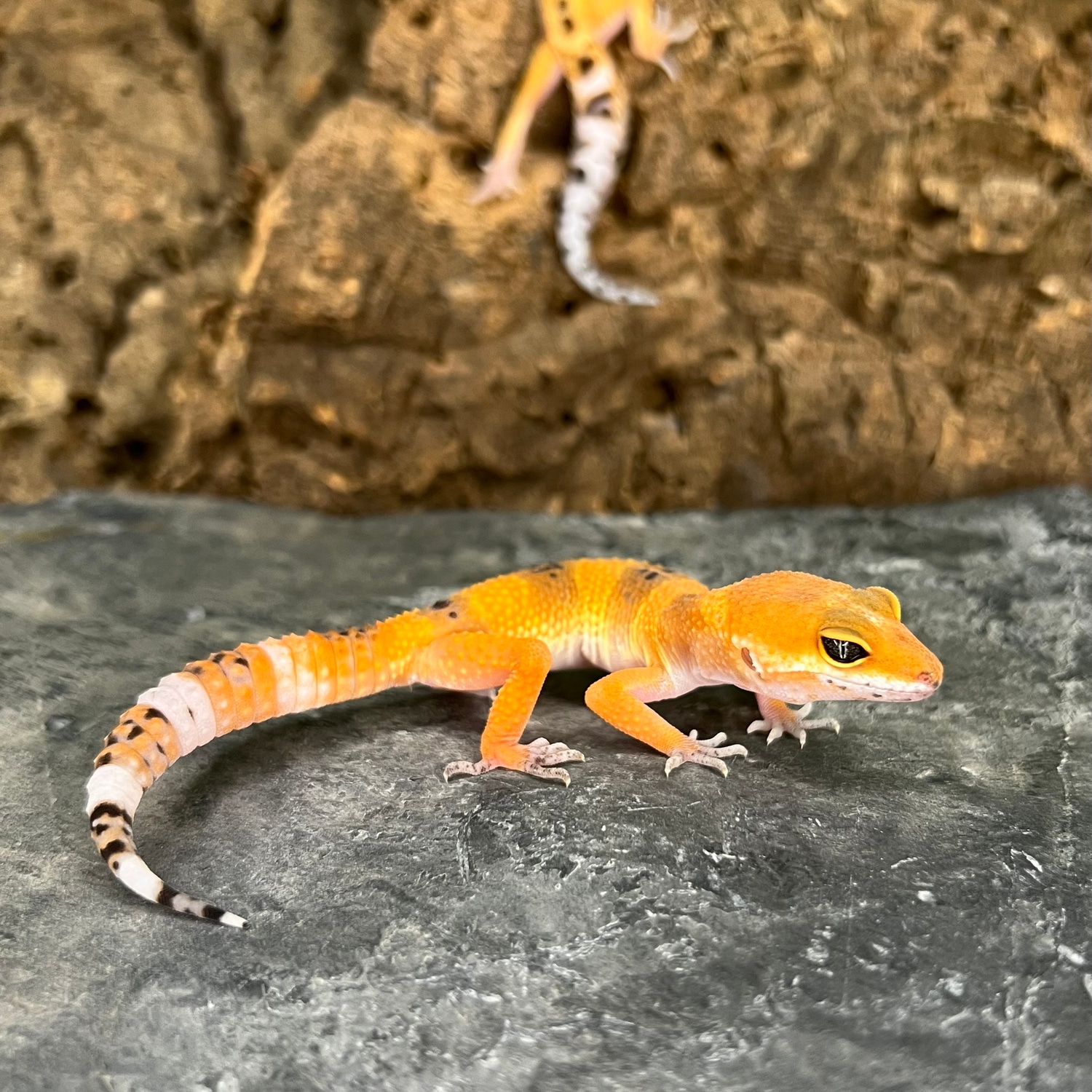 Tangerine Tornado Blood Emerine Cross Leopard Gecko by GeckBro Co ...