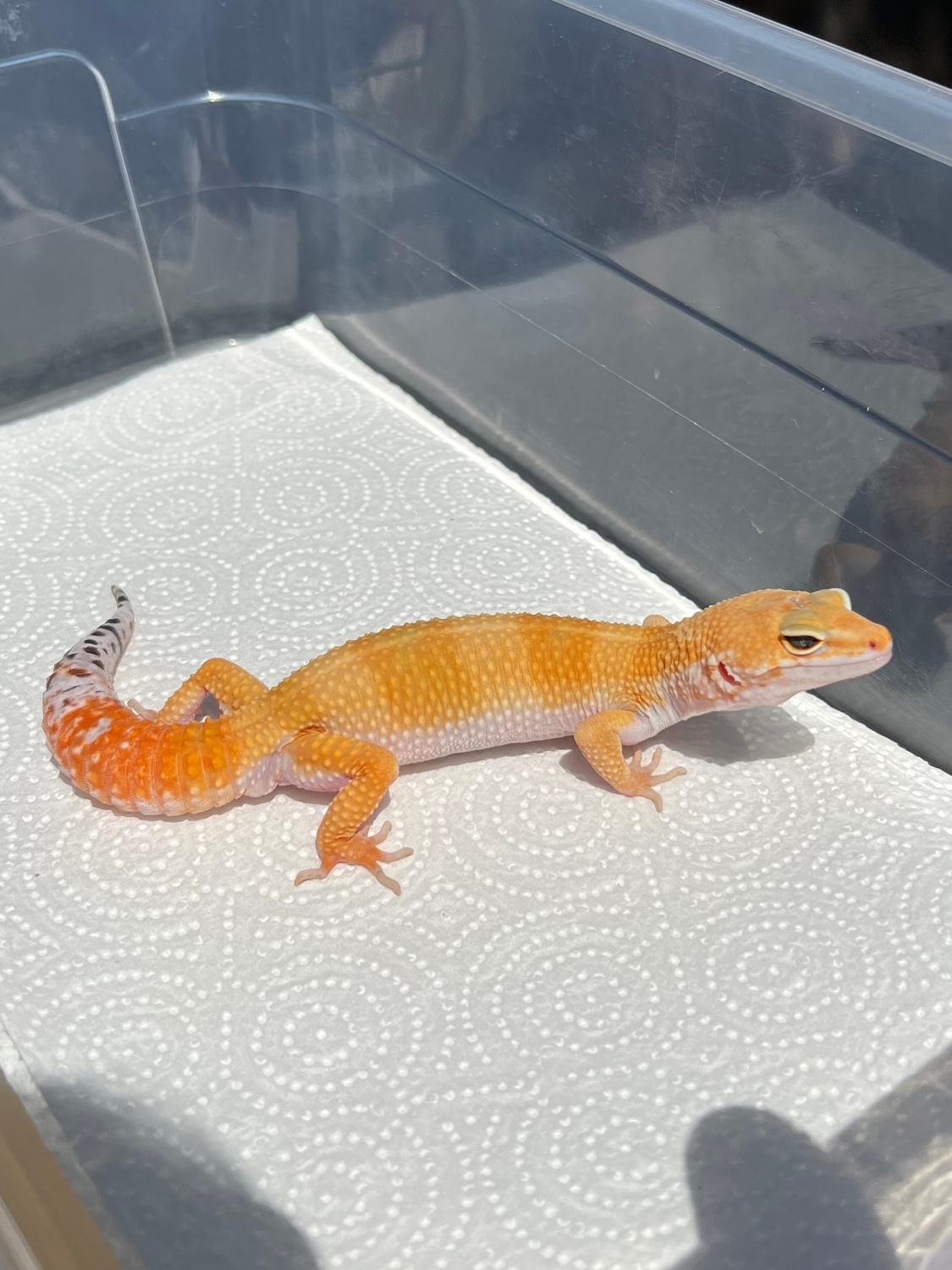 Tangerine Tornado X Blood Emerine Leopard Gecko by GeckBro Co ...