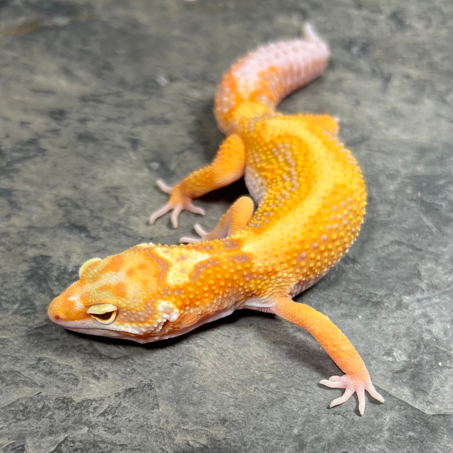 Raining Red Stripe Leopard Gecko by GeckBro Co. - MorphMarket