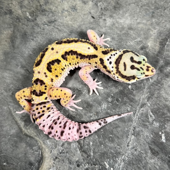 Mack Snow Bold Eclipse 50% Het Bell Leopard Gecko by GeckBro Co.