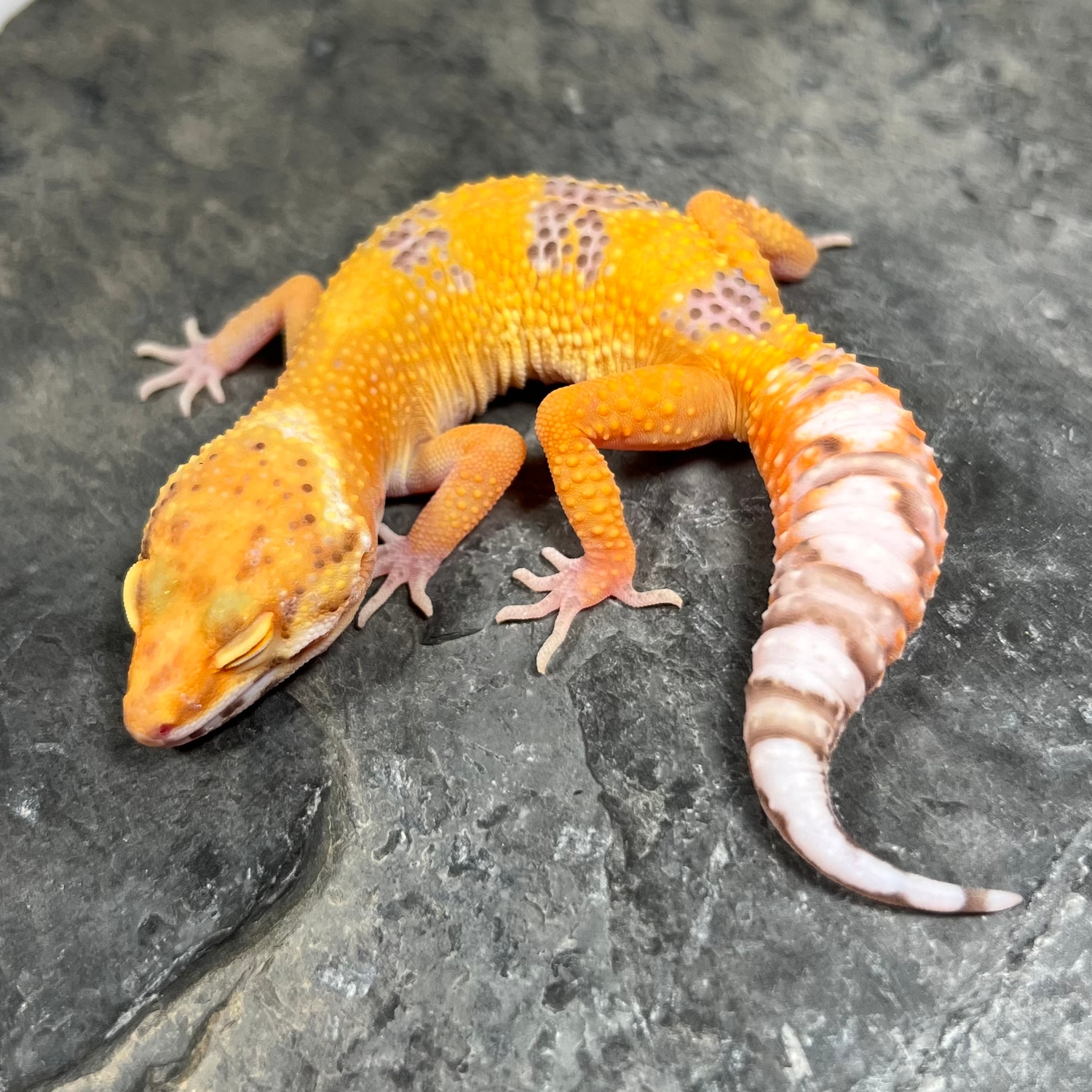 Mandarin Tangerine Bell Leopard Gecko by GeckBro Co. - MorphMarket