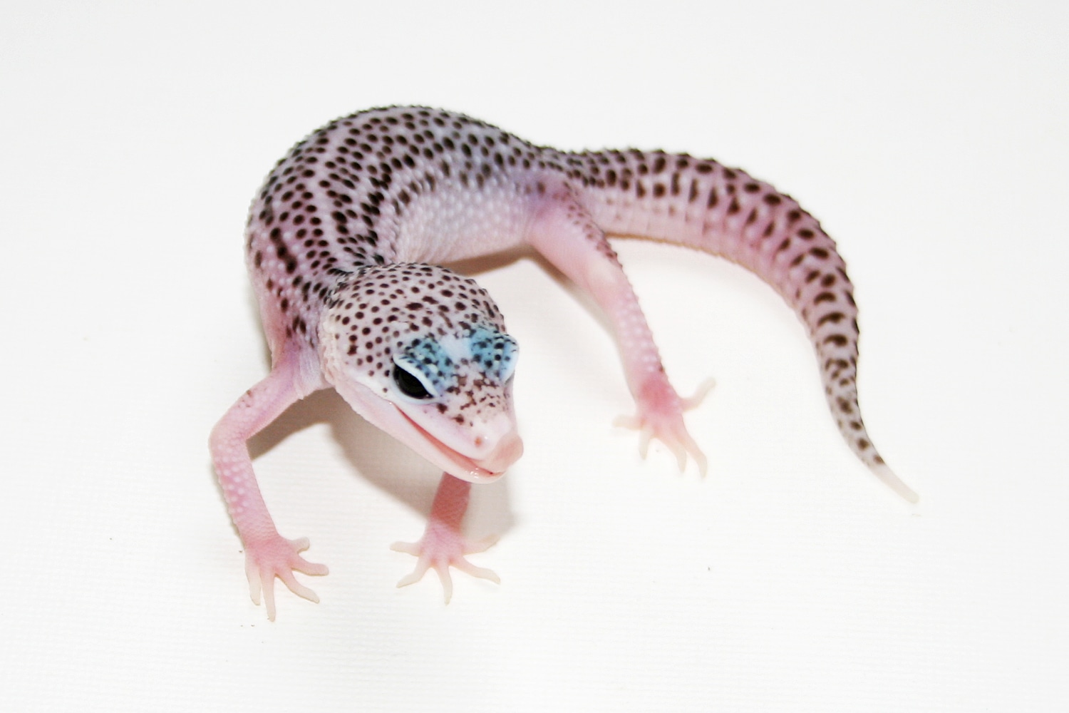 Galaxy Leopard Gecko by Geckoqueen - MorphMarket
