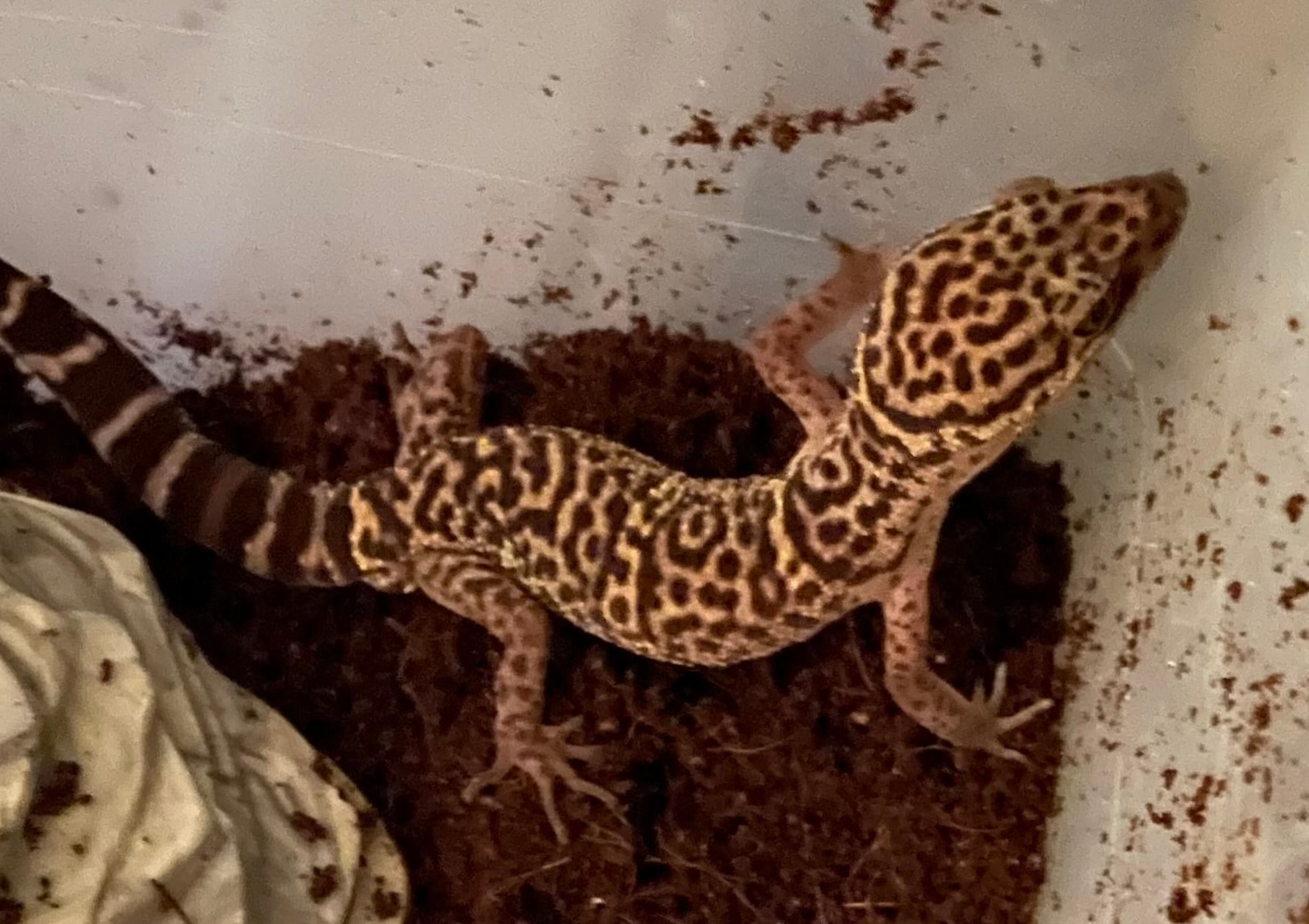 Goniurosaurus Bawanglingensis More Gecko by Matt’s Gecko Herd - MorphMarket