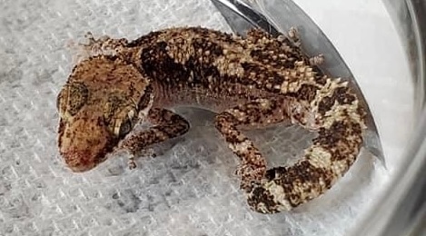 Paroedura Vazimba More Gecko by Matt’s Gecko Herd - MorphMarket