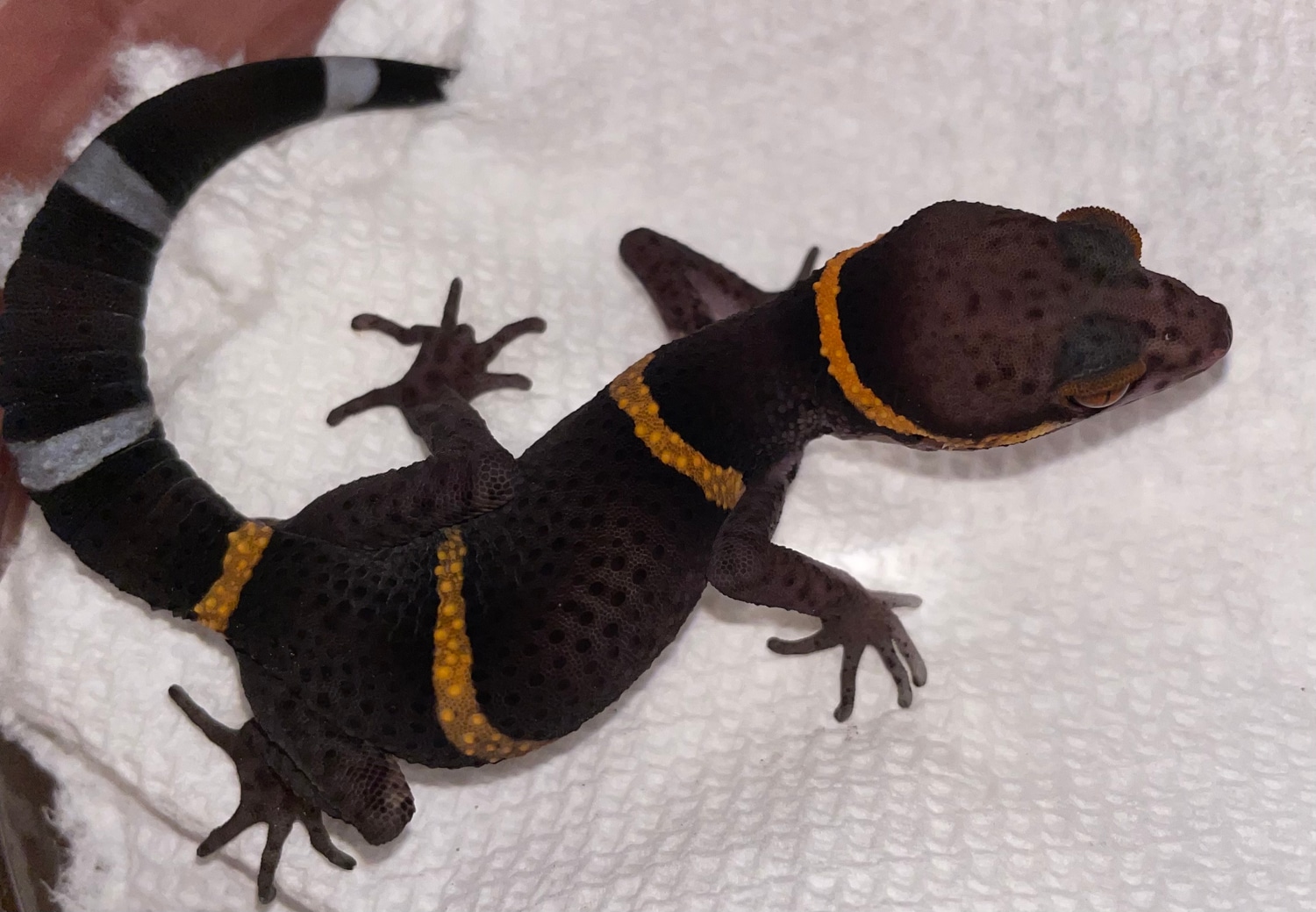 Goniurosaurus Hainanensis More Gecko by Matt’s Gecko Herd - MorphMarket