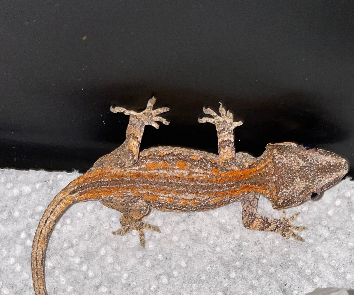 Orange And Red Stripe Probable Gargoyle Gecko by Matt’s Gecko Herd ...