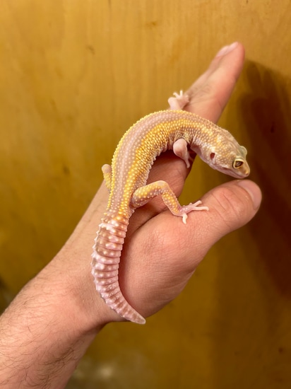 Striped Tremper Leopard Gecko by Matt Skrypka Geckos