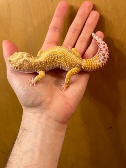 White And Yellow Rainwater Leopard Gecko by Matt Skrypka Geckos