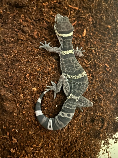 RTB Cave Gecko by Matt Skrypka Geckos