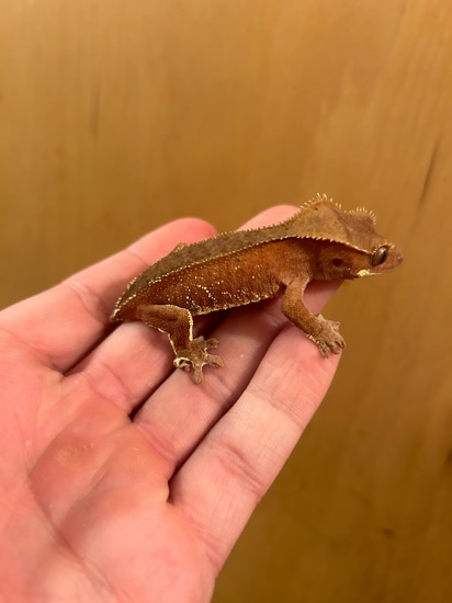 Red Phantom 2 Crested Gecko by Matt Skrypka Geckos