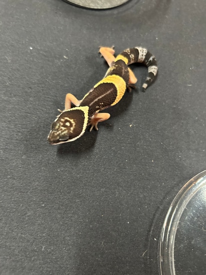 Hardwickii More Gecko by Matt Skrypka Geckos