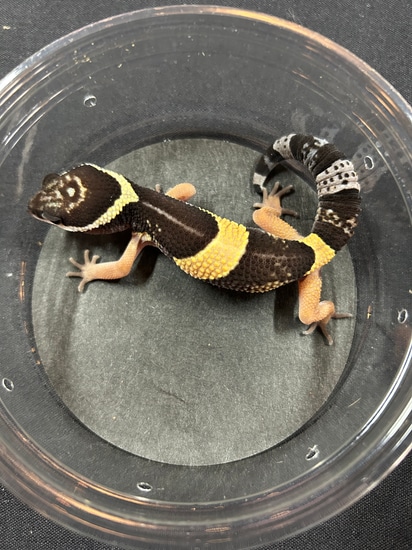 2 Hardwickii More Gecko by Matt Skrypka Geckos